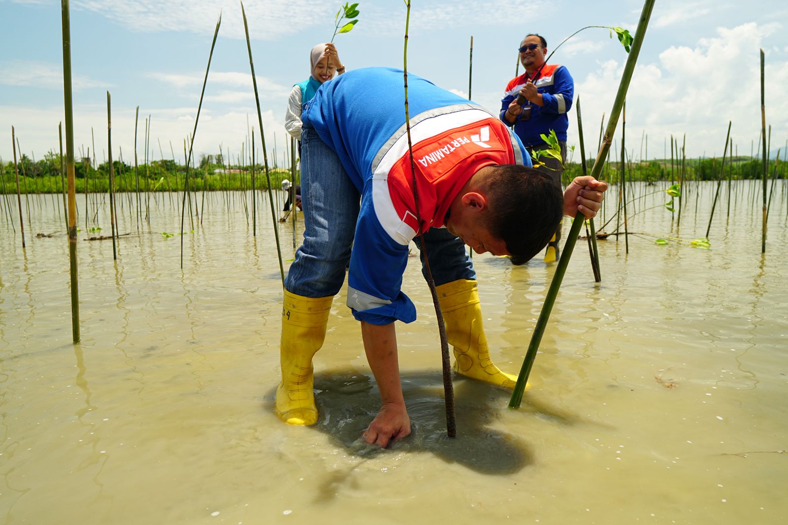 Pertamina Sulawesi Gelar Aksi Tanam 1.000 Bibit Mangrove di Cagar Alam ...